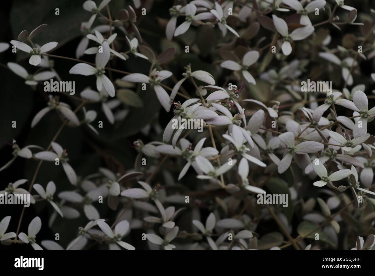 Texture of ash color flowers Stock Photo - Alamy