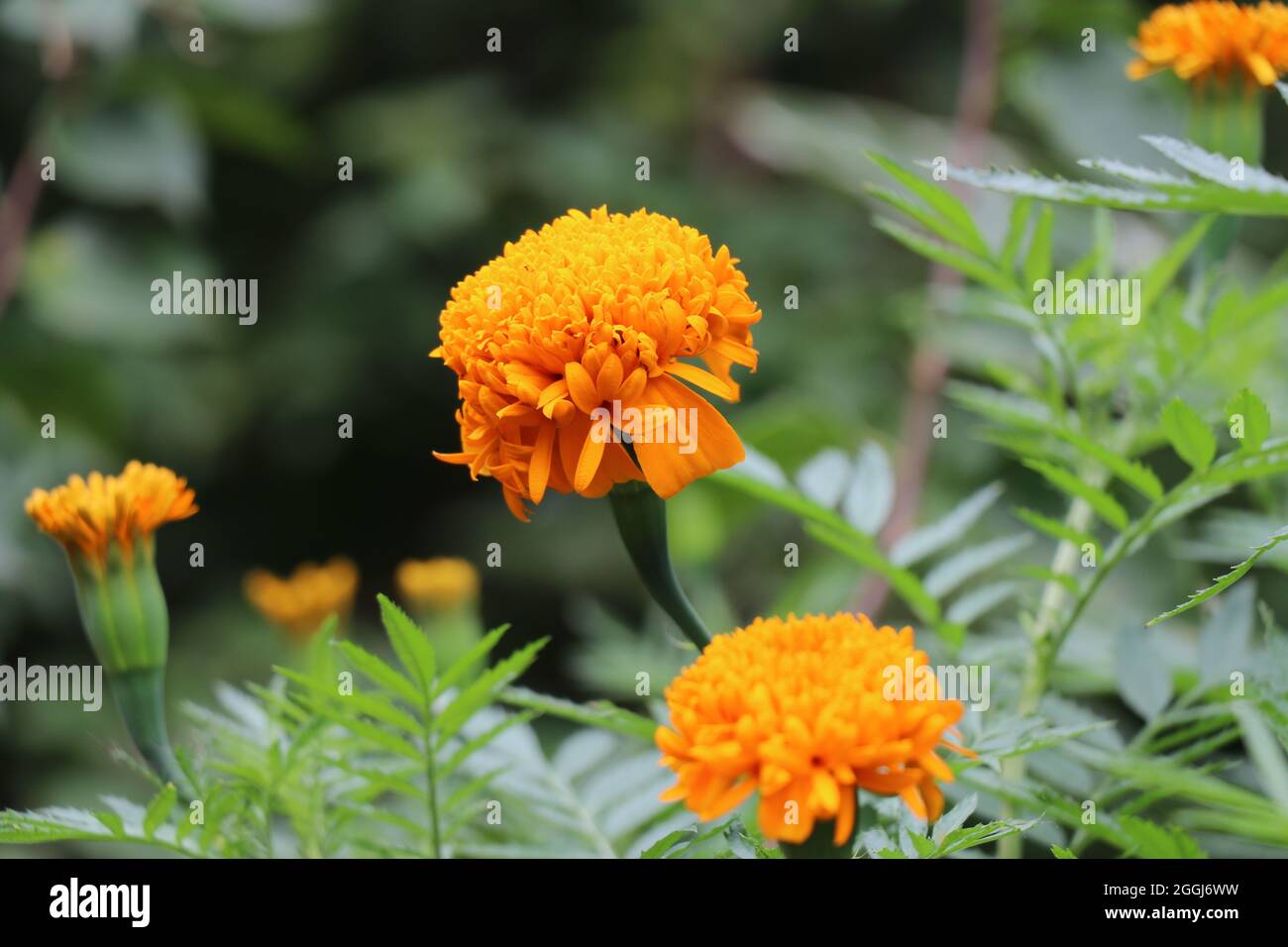 Orange tree white flowers buds hi-res stock photography and images - Alamy