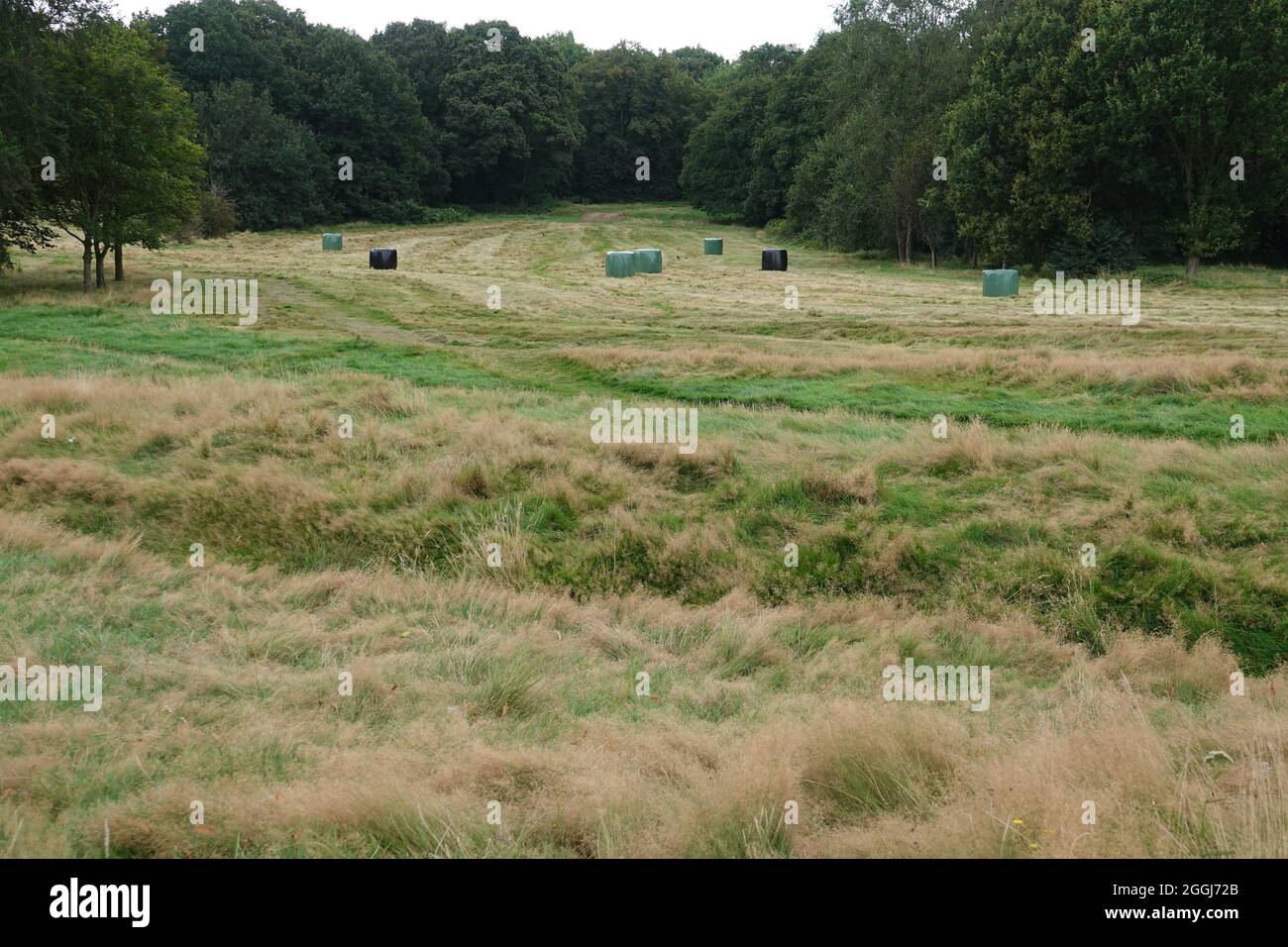 Earlswood, Surrey, UK. 1st September 2021. The popular Earlswood Common ...