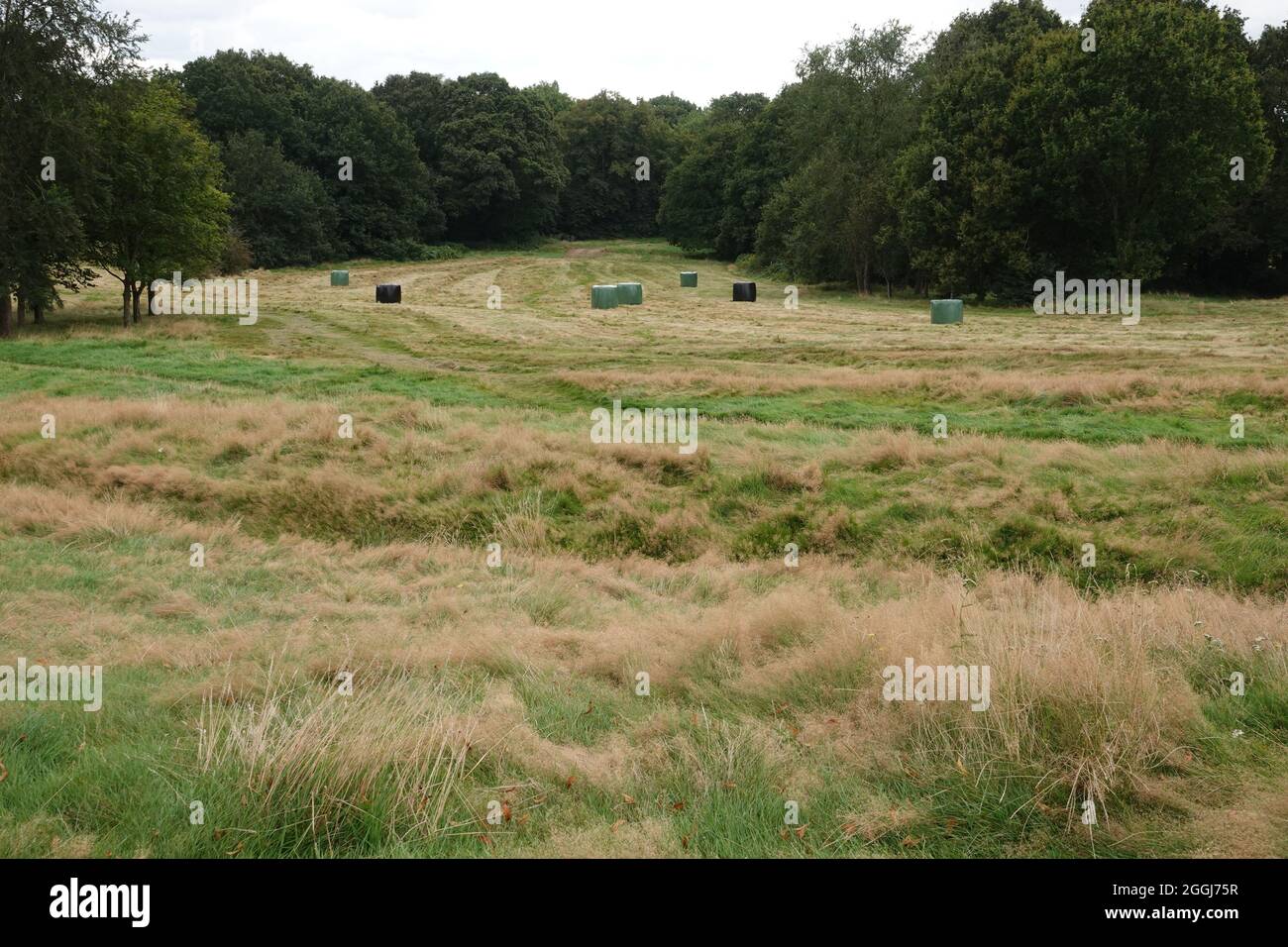Earlswood, Surrey, UK. 1st September 2021. The popular Earlswood Common ...