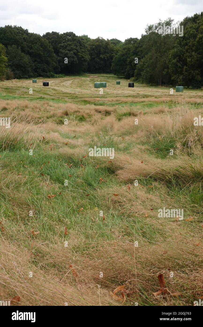 Earlswood, Surrey, UK. 1st September 2021. The popular Earlswood Common ...