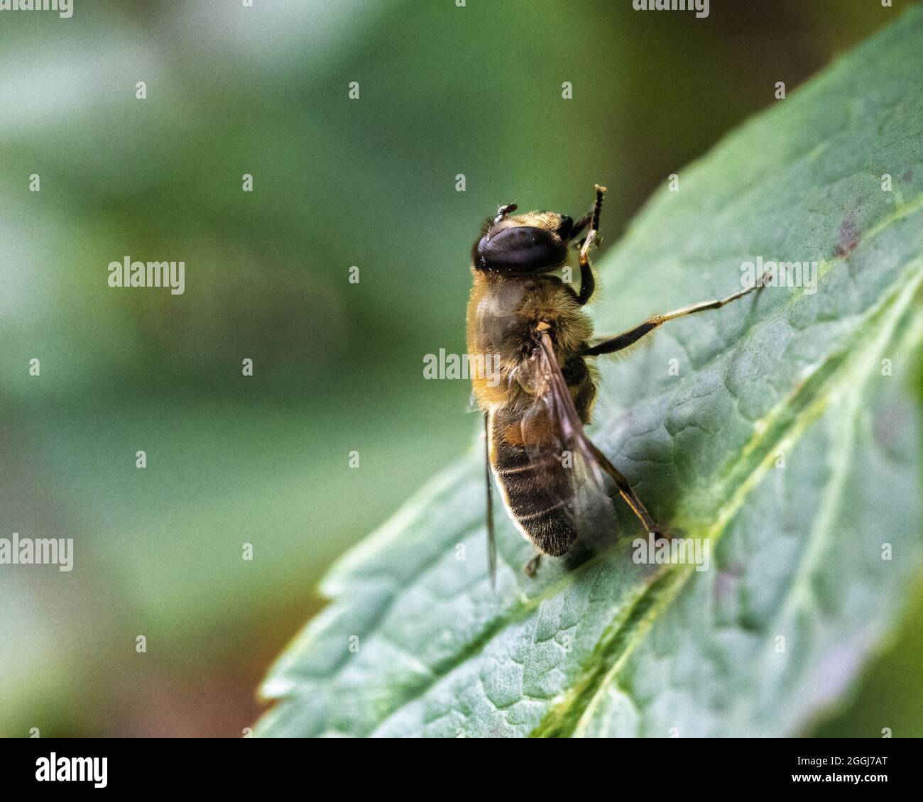honey bee cleaning its body by licking its legs in a UK garden during ...