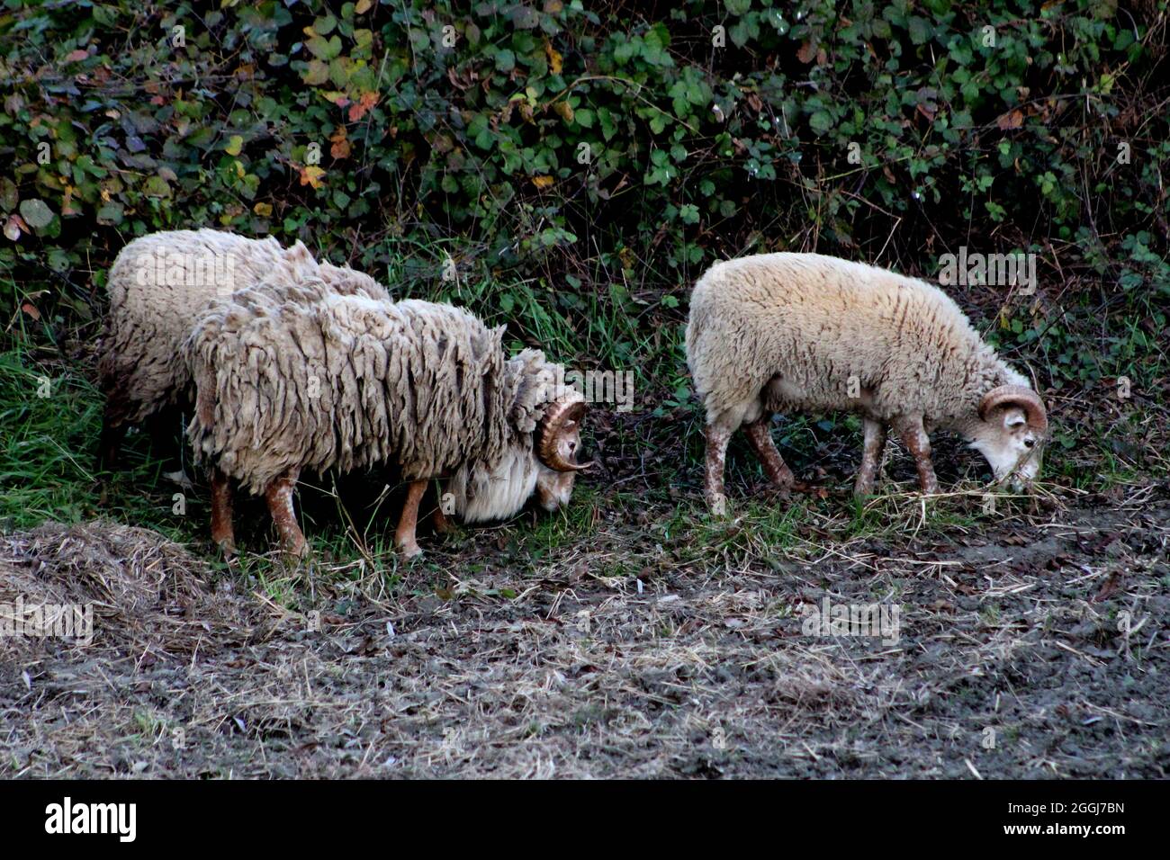 Wool sheep textile industry hi-res stock photography and images - Alamy
