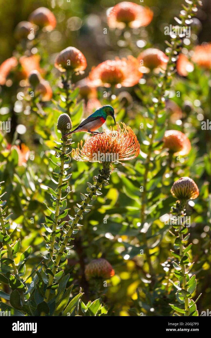 Southern double-collared or lesser collared sunbird - Cinnyris ...