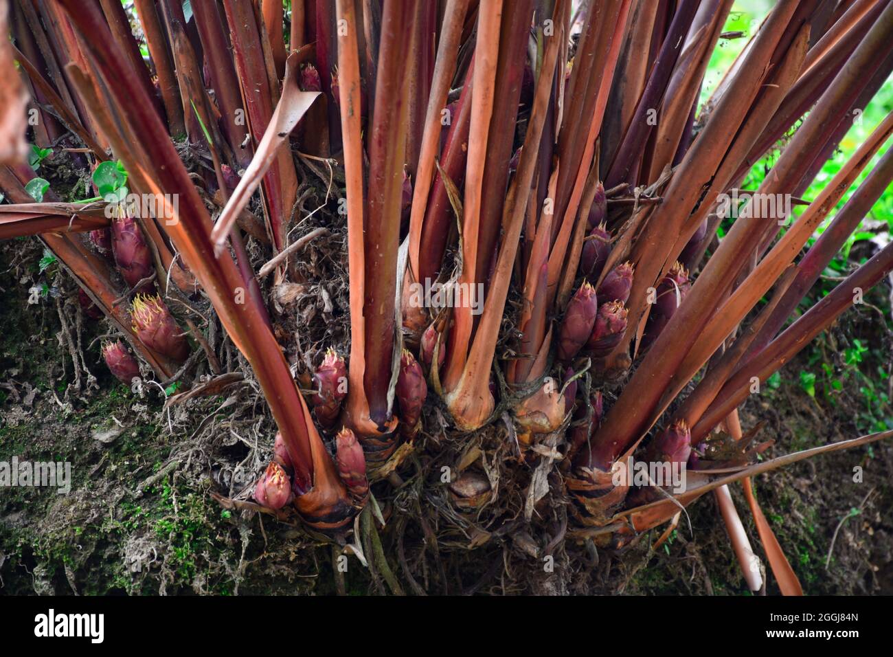 Black Cardamom Plant