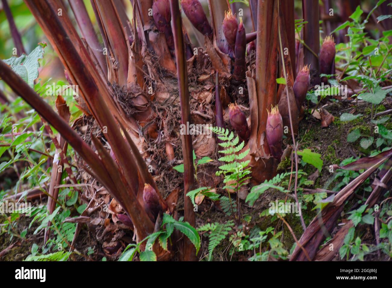 Black Cardamom Plant