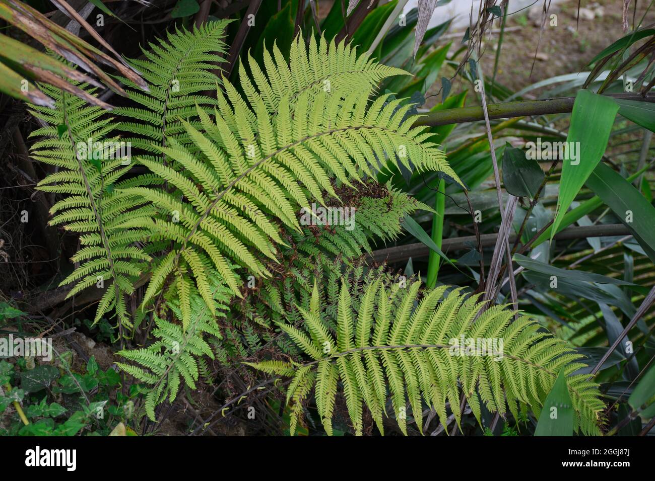 Himalayan ecosystem hi-res stock photography and images - Alamy