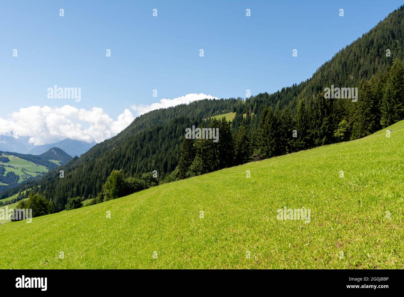 Alpine meadow in the Tyrolian Alps in Austria on a sunny summer day ...