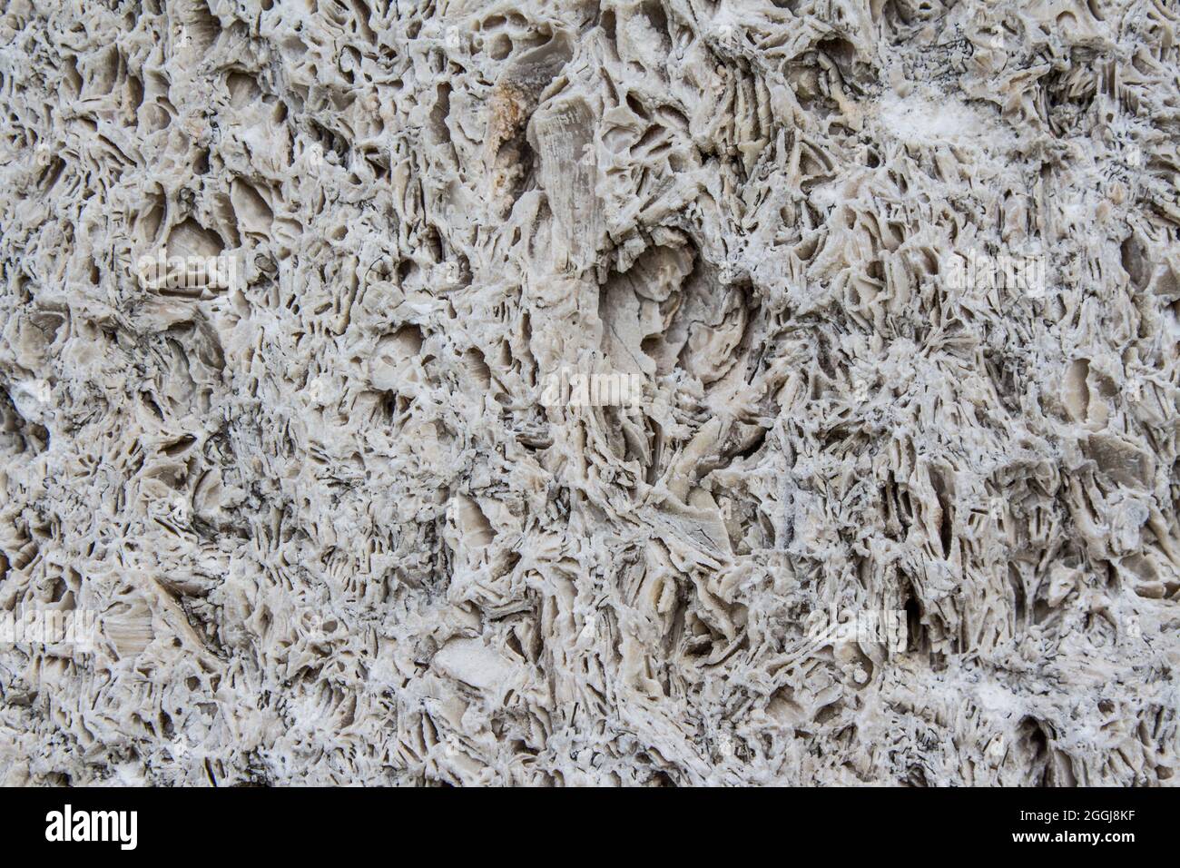 Fossilized shells hi-res stock photography and images - Alamy