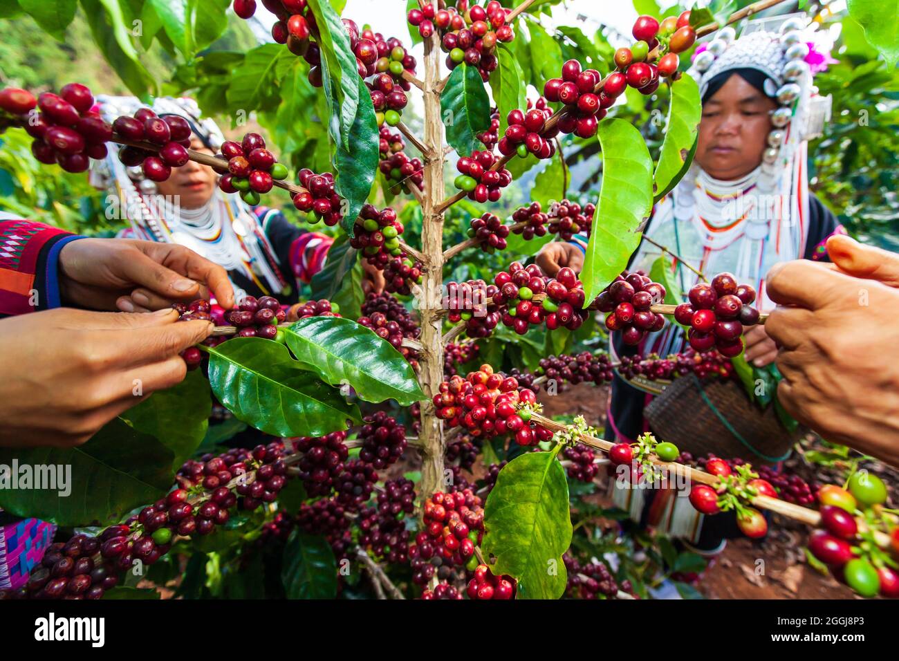 Chiang Rai, Thailand - JANUARY 4, 2013: A group of Lahu tribe women in ...