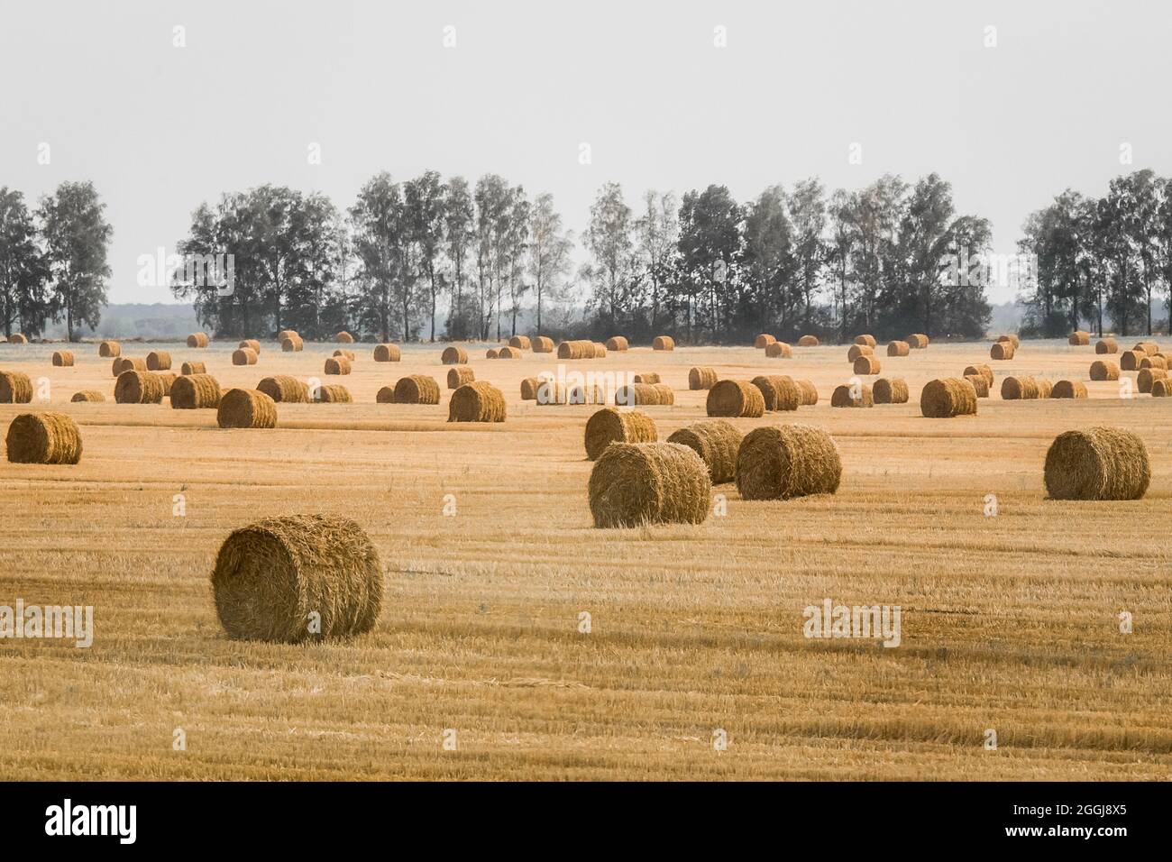 Stacks, coils of hay in a large yellow cornfield. Agricultural storage ...