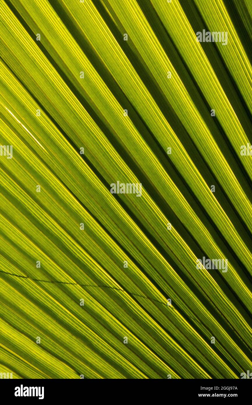 Details of the linear composition of the palm leaf Stock Photo - Alamy