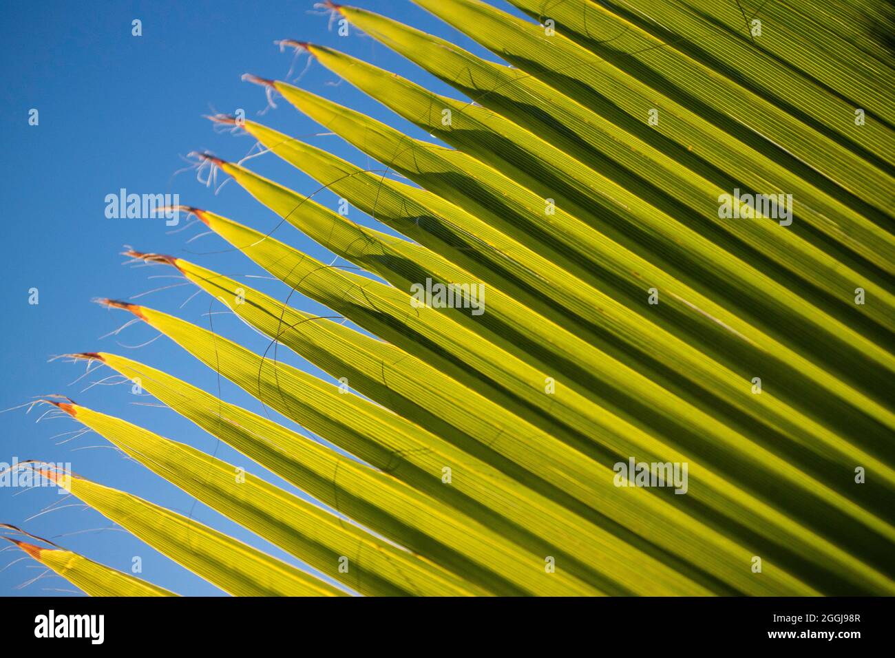 Details of the linear composition of the palm leaf Stock Photo - Alamy