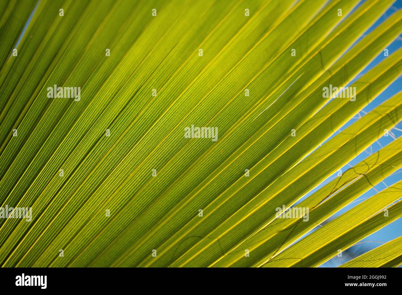 Details of the linear composition of the palm leaf Stock Photo - Alamy
