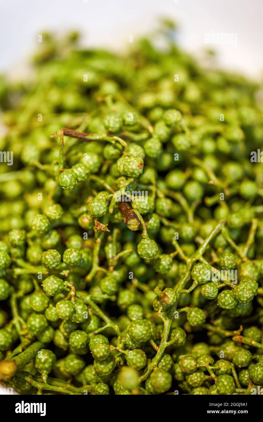 Rattan Pepper High Resolution Stock Photography and Images - Alamy