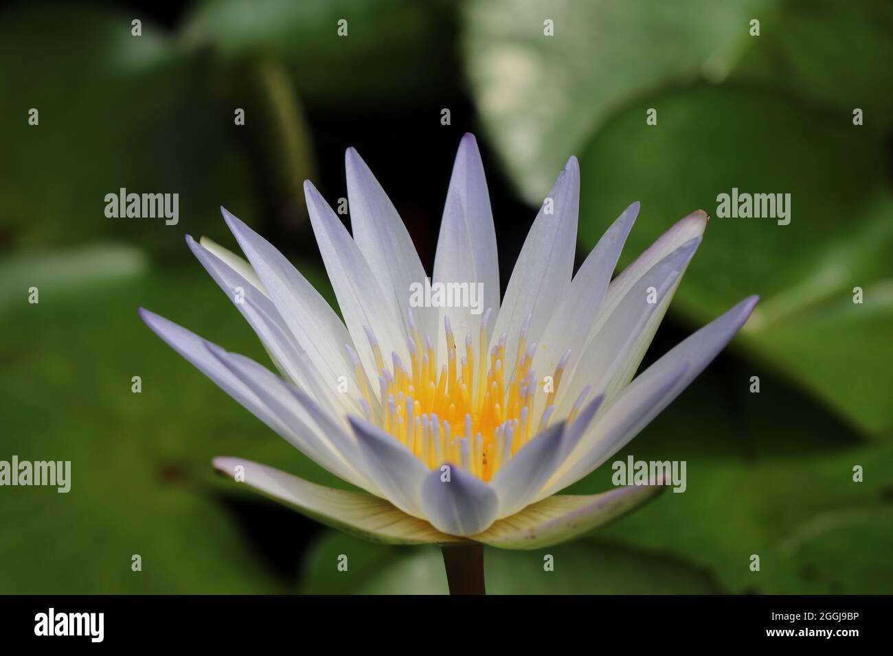 Blue lotus flower blue water hi-res stock photography and images - Alamy