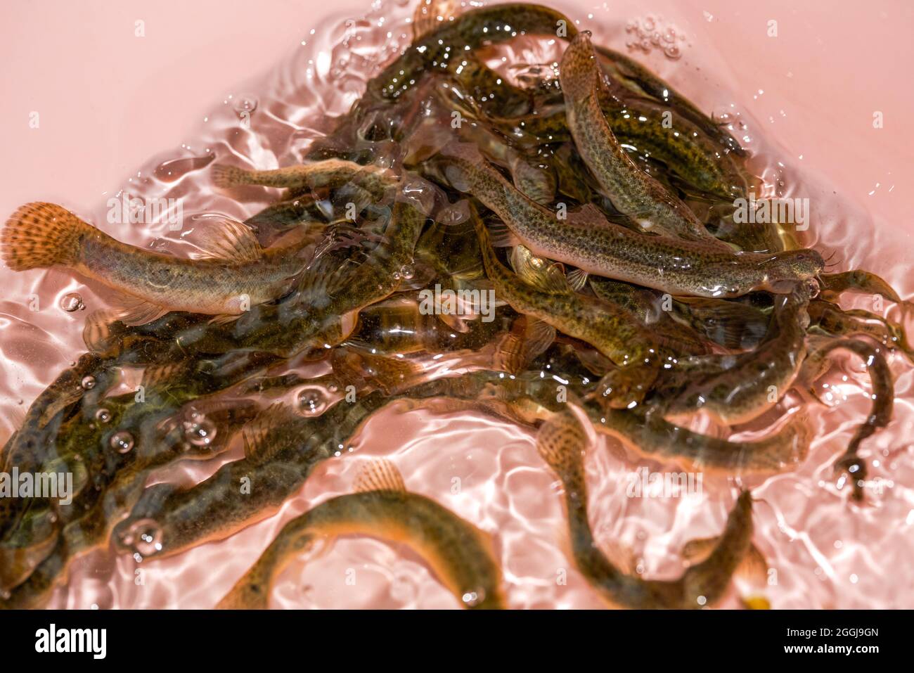 Rice field eel hi-res stock photography and images - Alamy