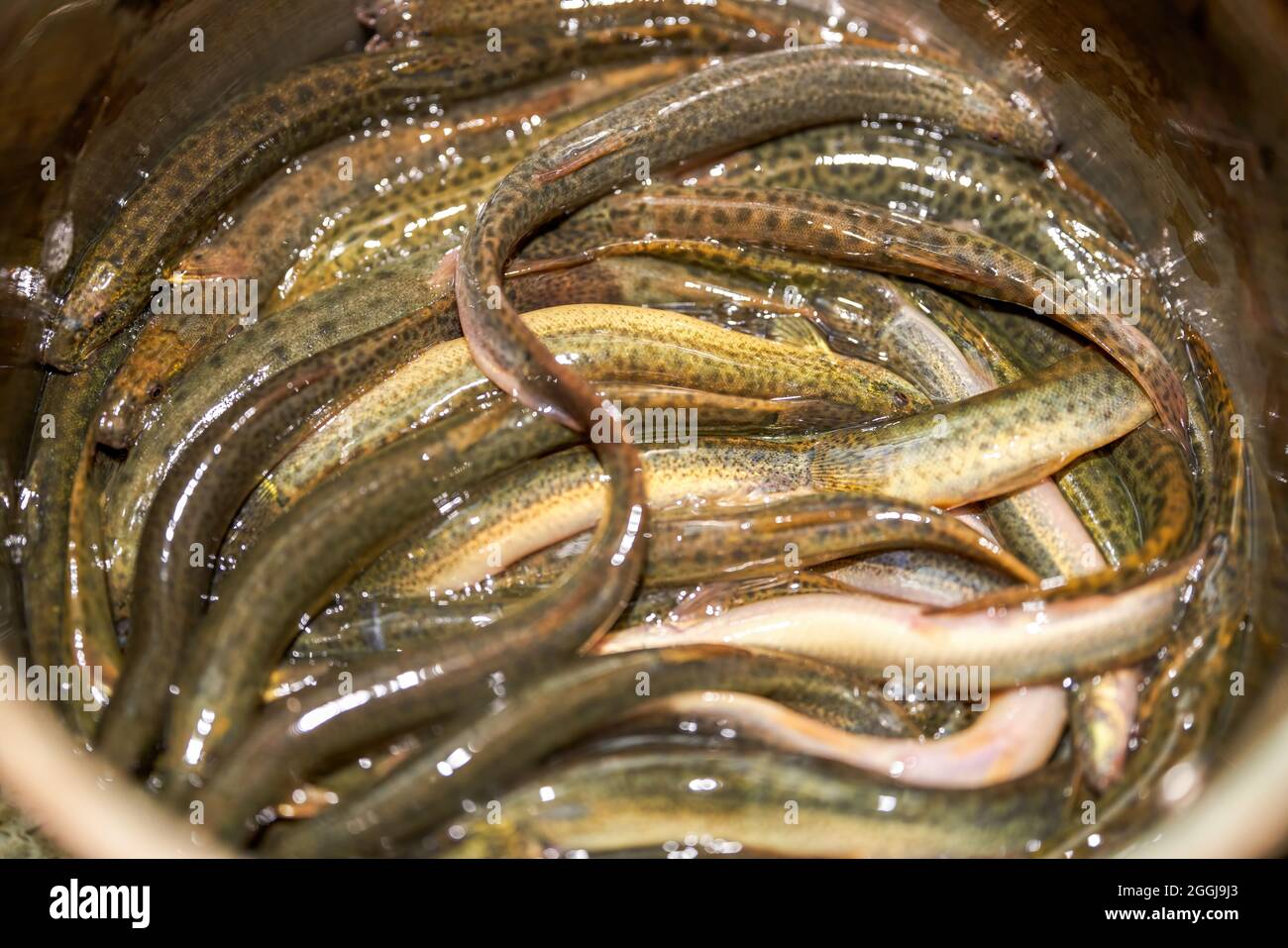 Kung pao eel hi-res stock photography and images - Alamy