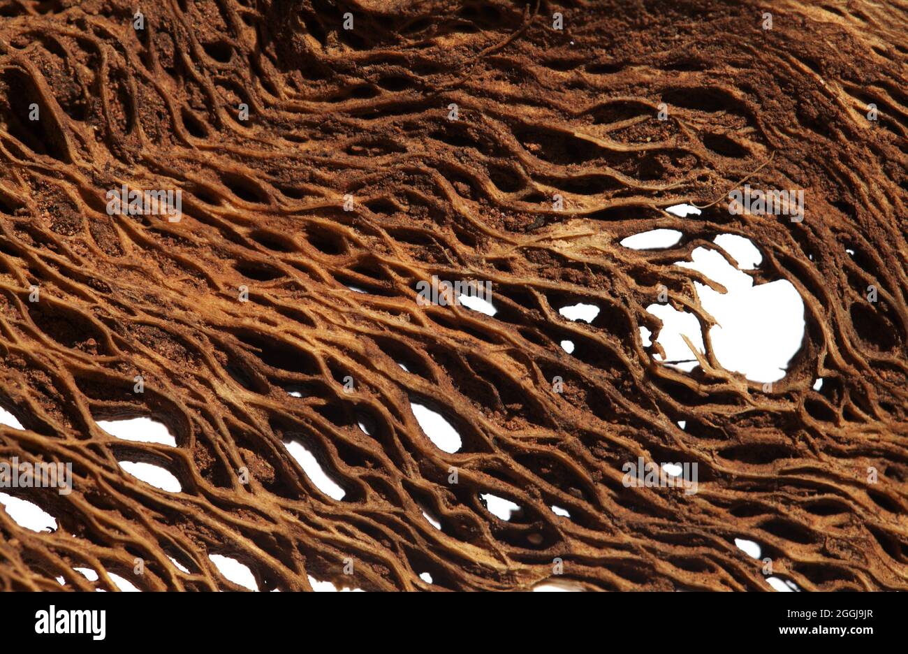 Flora of Gran Canaria - Dried inner part of opuntia, prickly pear ...