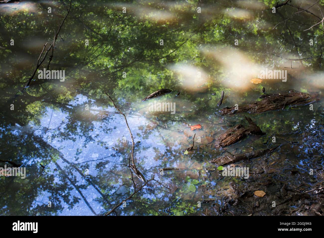 Light reflecting off a swamp water in a deciduous forest Stock Photo ...