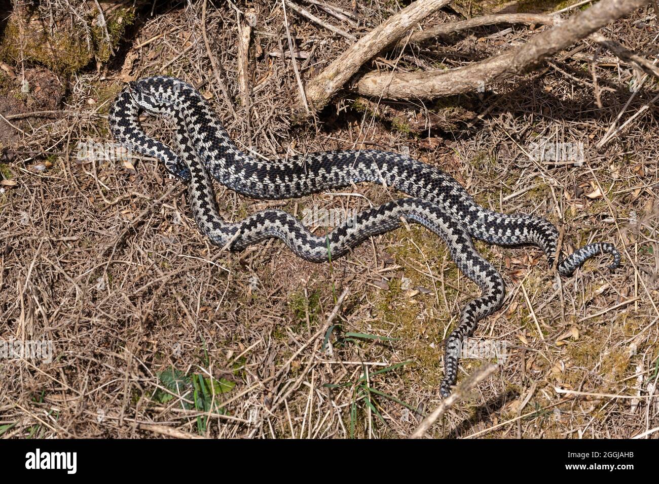 Uk adders hi-res stock photography and images - Alamy