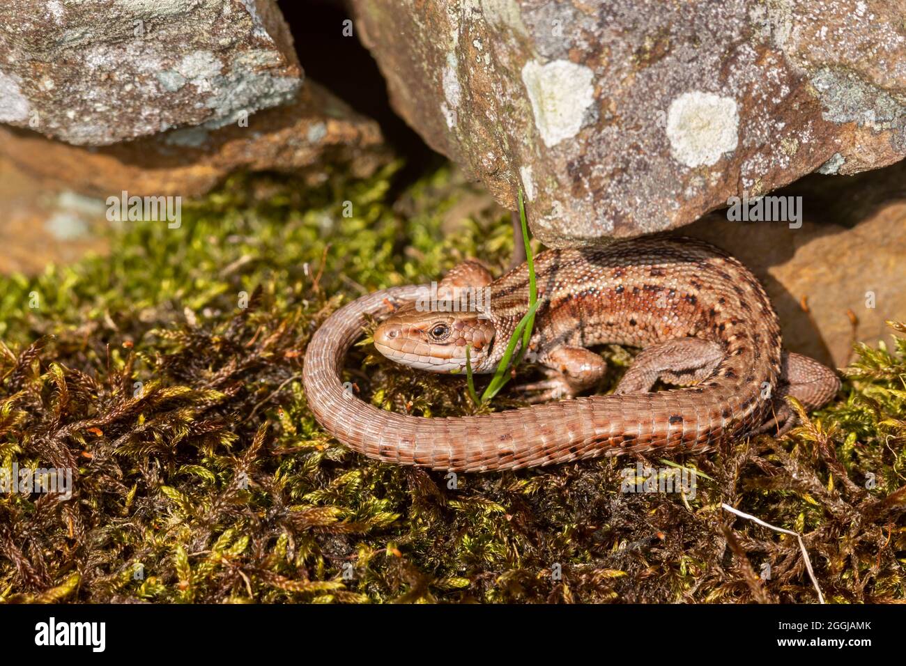 British lizard hi-res stock photography and images - Alamy