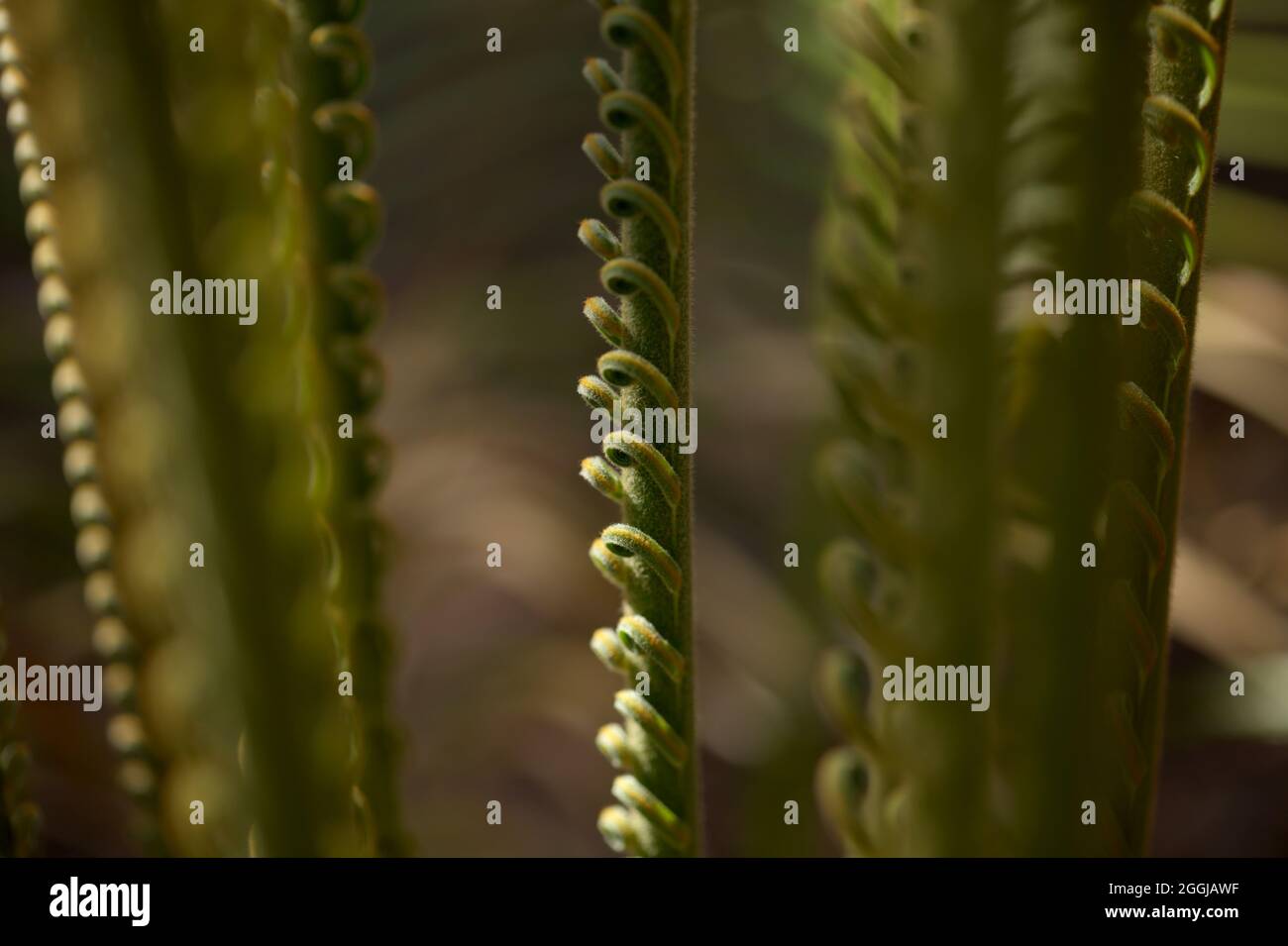 Pinnate compound leaf hi-res stock photography and images - Alamy