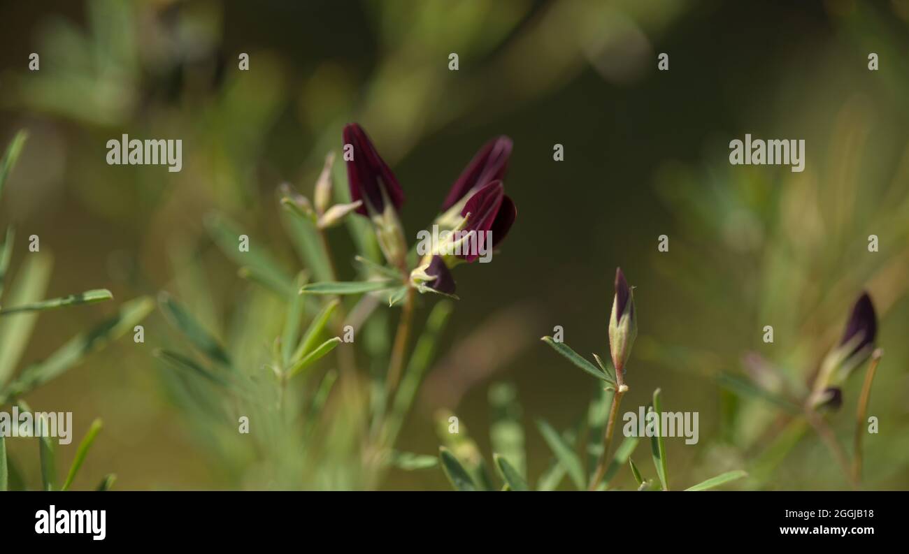 Lotus jacobaeus, black lotus, bird's-foot trefoil native to Cabo Verde ...