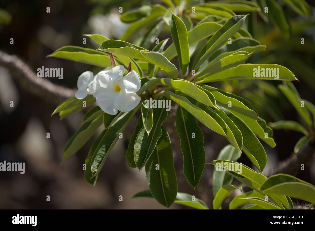 White flowers of Pachypodium lamerei, Madagascar palm natural macro ...