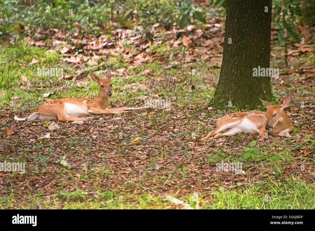 Two deer fawns waiting for mother deer to return for them Stock Photo ...