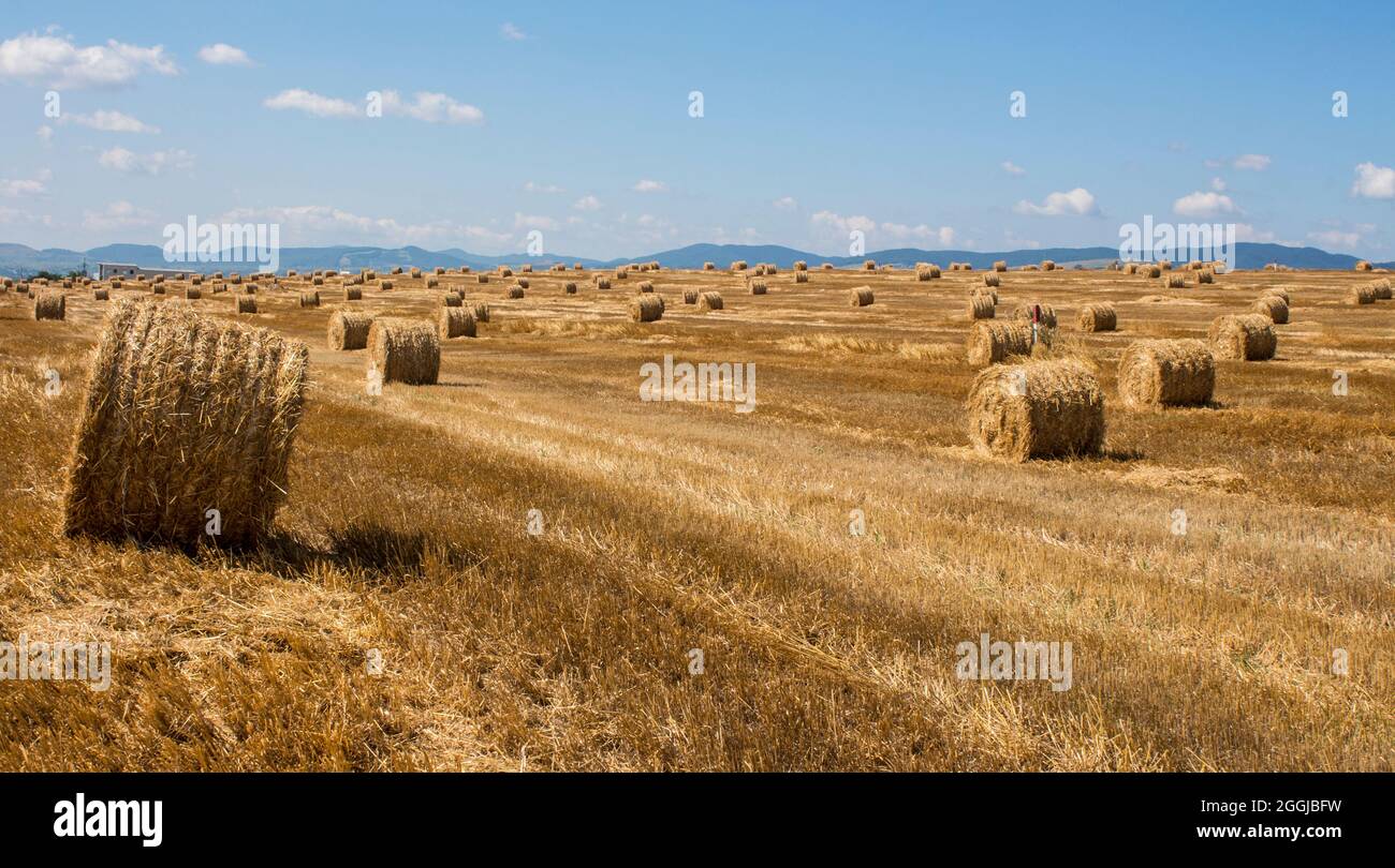 Hay rolls on a grain field after harvesting Stock Photo - Alamy