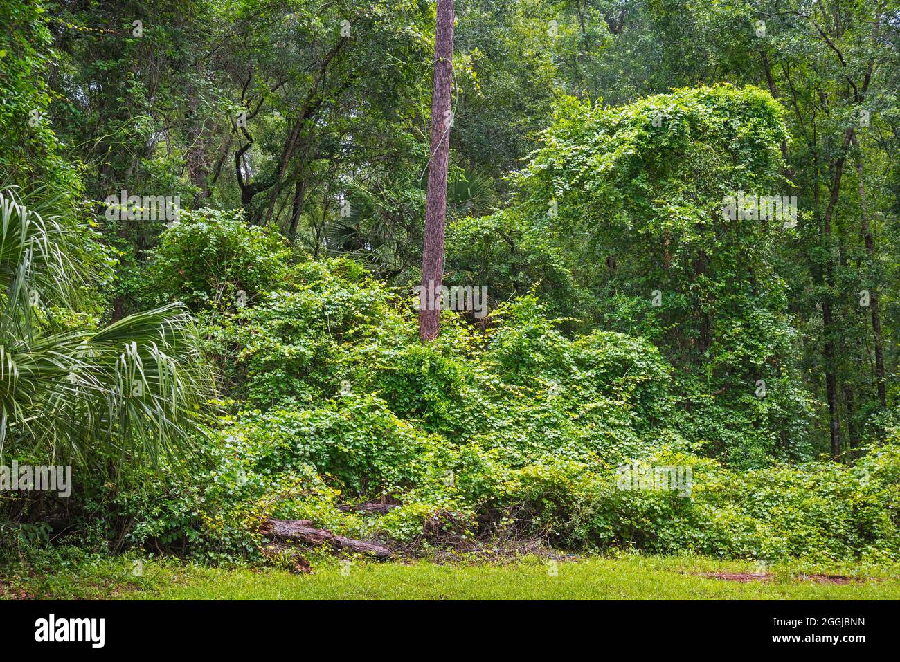North Florida woods after a heavy afternoon rain Stock Photo - Alamy