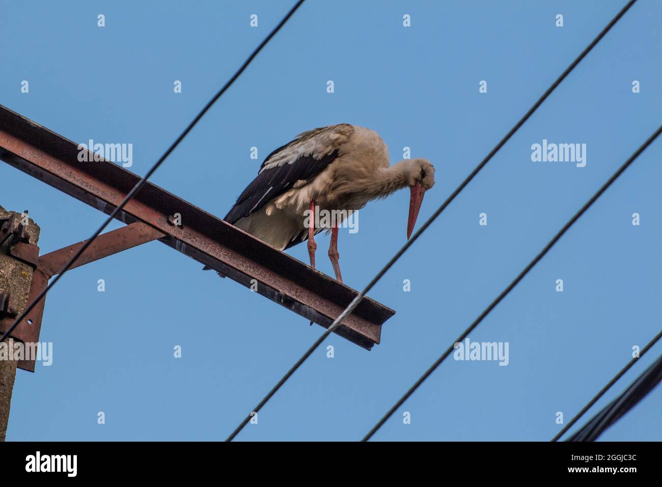 Gray stork hi-res stock photography and images - Alamy