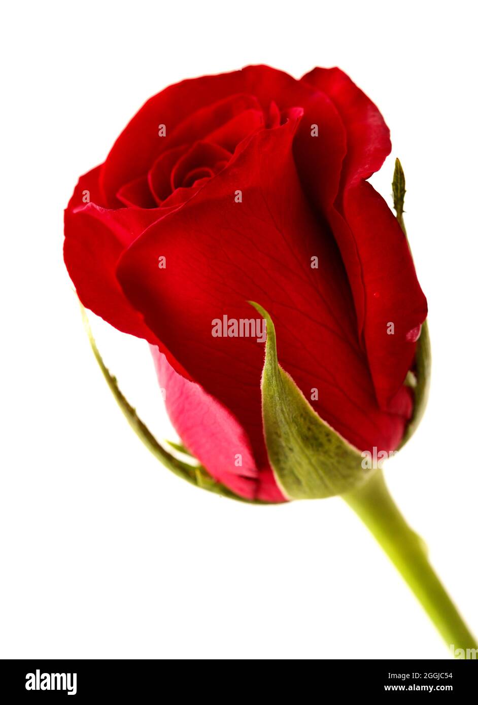 Beautiful dark red rose isolated on white background Stock Photo - Alamy