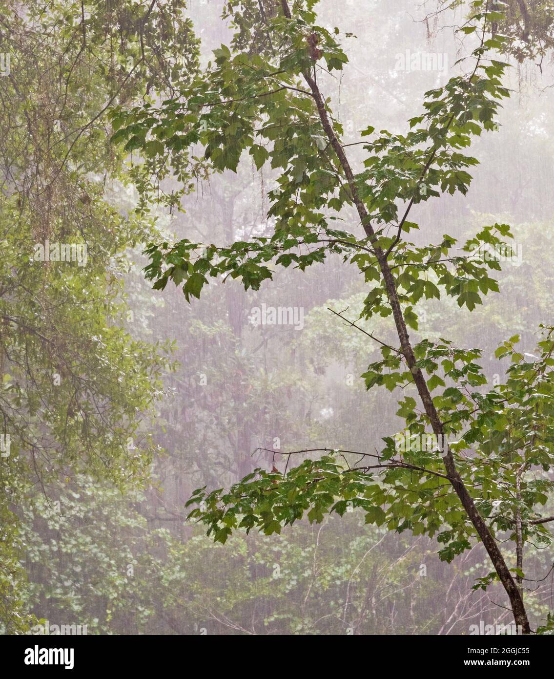 Heavy rain afternoon hi-res stock photography and images - Alamy