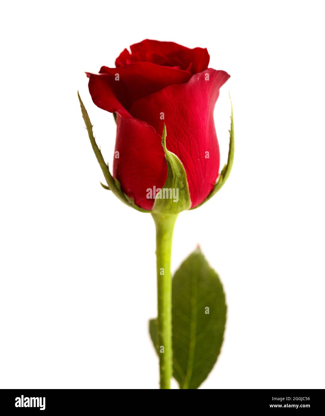 Beautiful dark red rose isolated on white background Stock Photo - Alamy