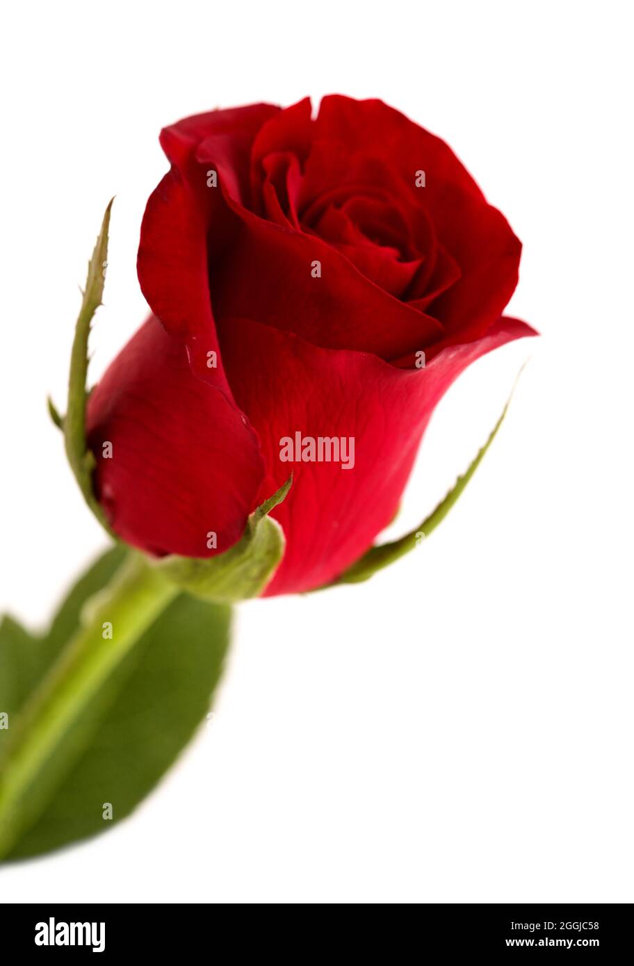 Beautiful dark red rose isolated on white background Stock Photo - Alamy