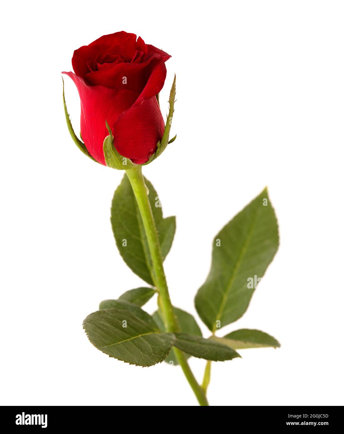 Beautiful dark red rose isolated on white background Stock Photo - Alamy