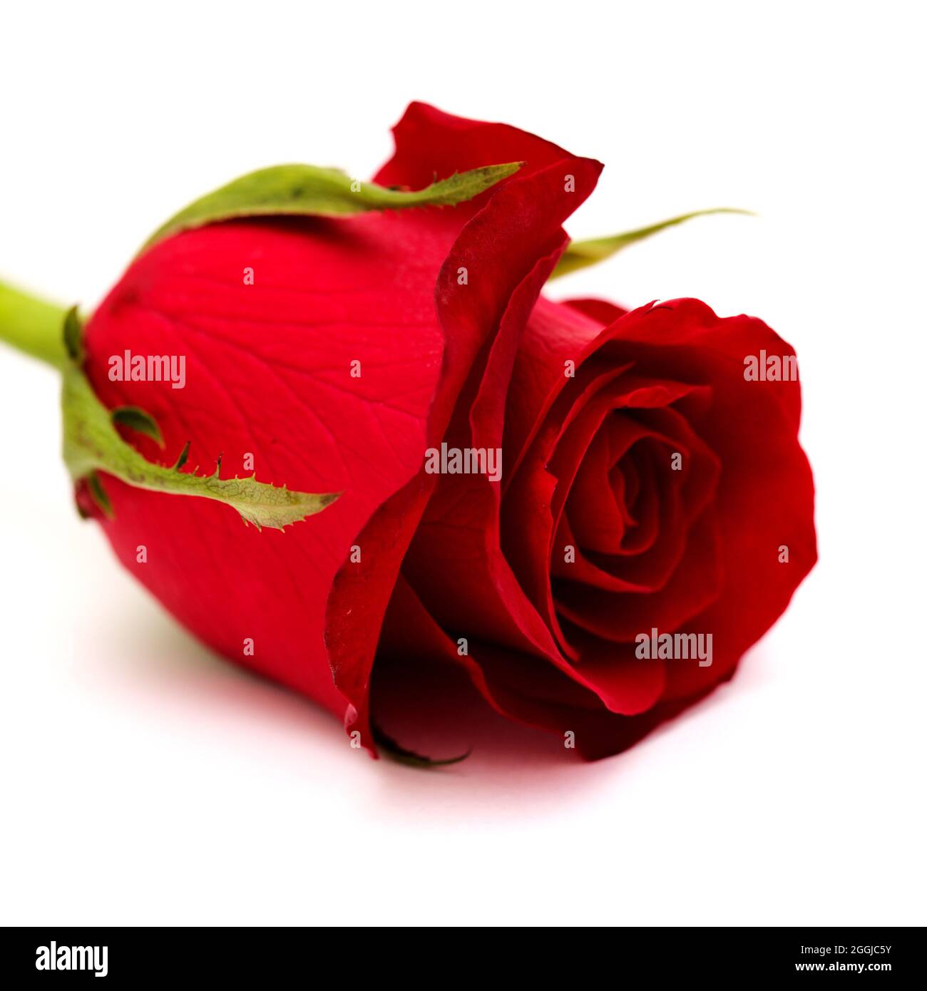 Beautiful dark red rose isolated on white background Stock Photo - Alamy