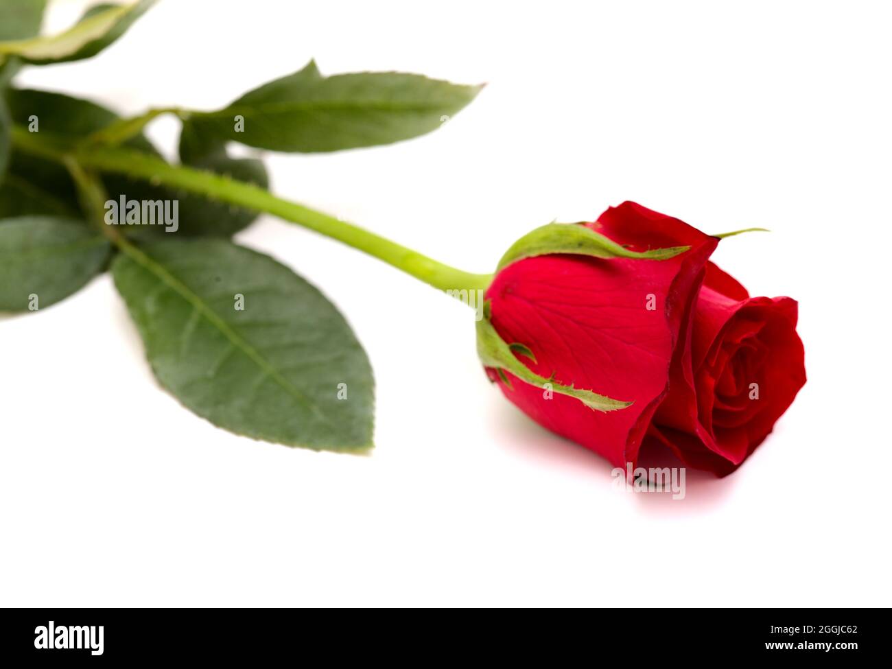 Beautiful dark red rose isolated on white background Stock Photo - Alamy