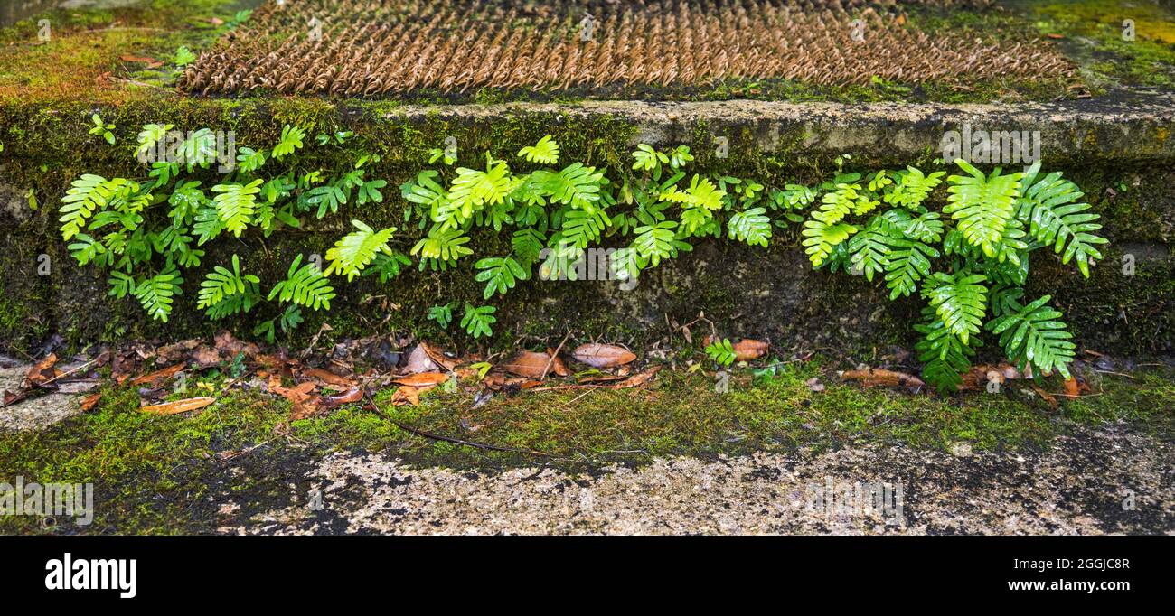 Resurrection fern growing on dteps of a home after a rain in North ...
