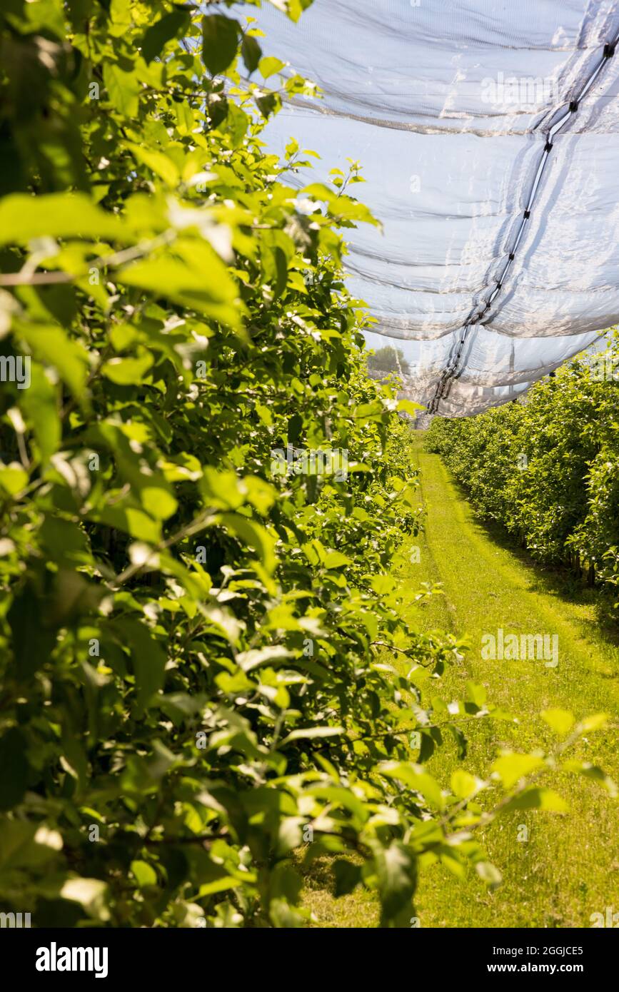 Vertical shot of rows of green trees in a cultivated industrial field ...