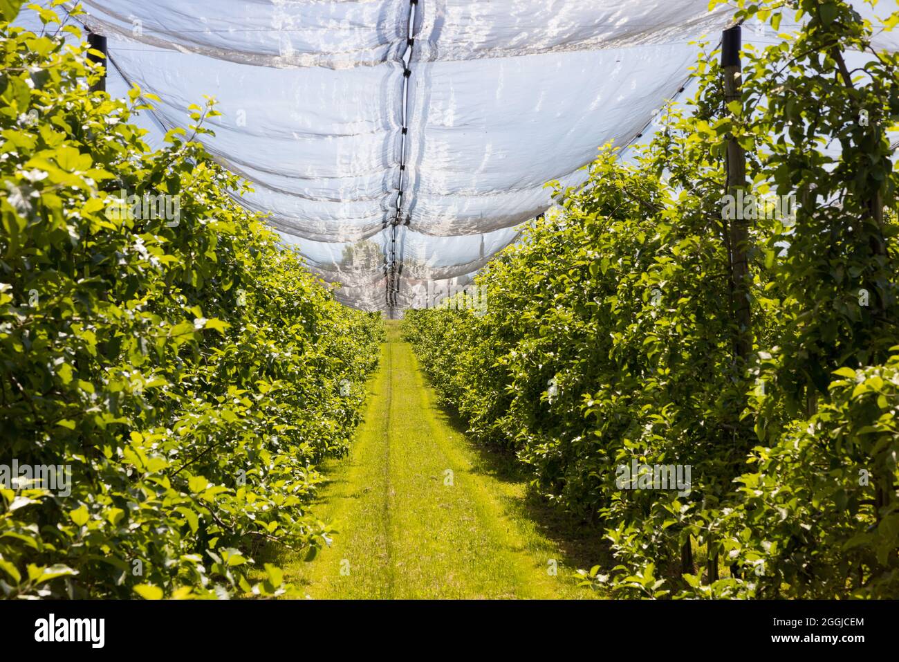 Rows of green trees in a cultivated industrial field Stock Photo - Alamy