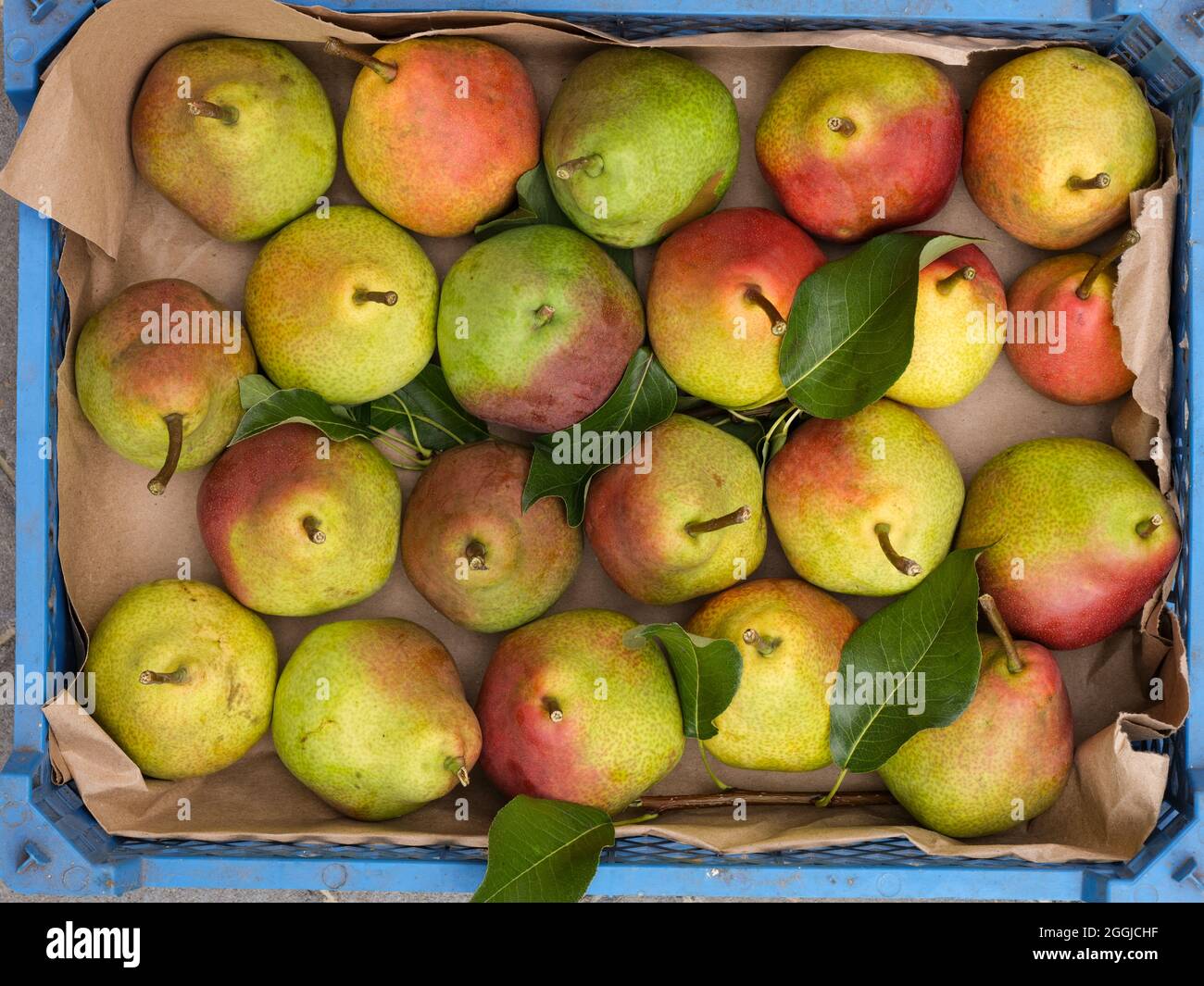 Organic fresh ripe pears with leaves in a crate. Top view Stock Photo ...
