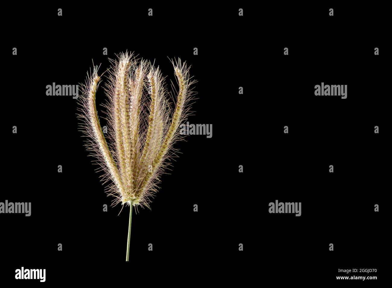 a blade of grass with dried flowers with a yellowish color on a black ...