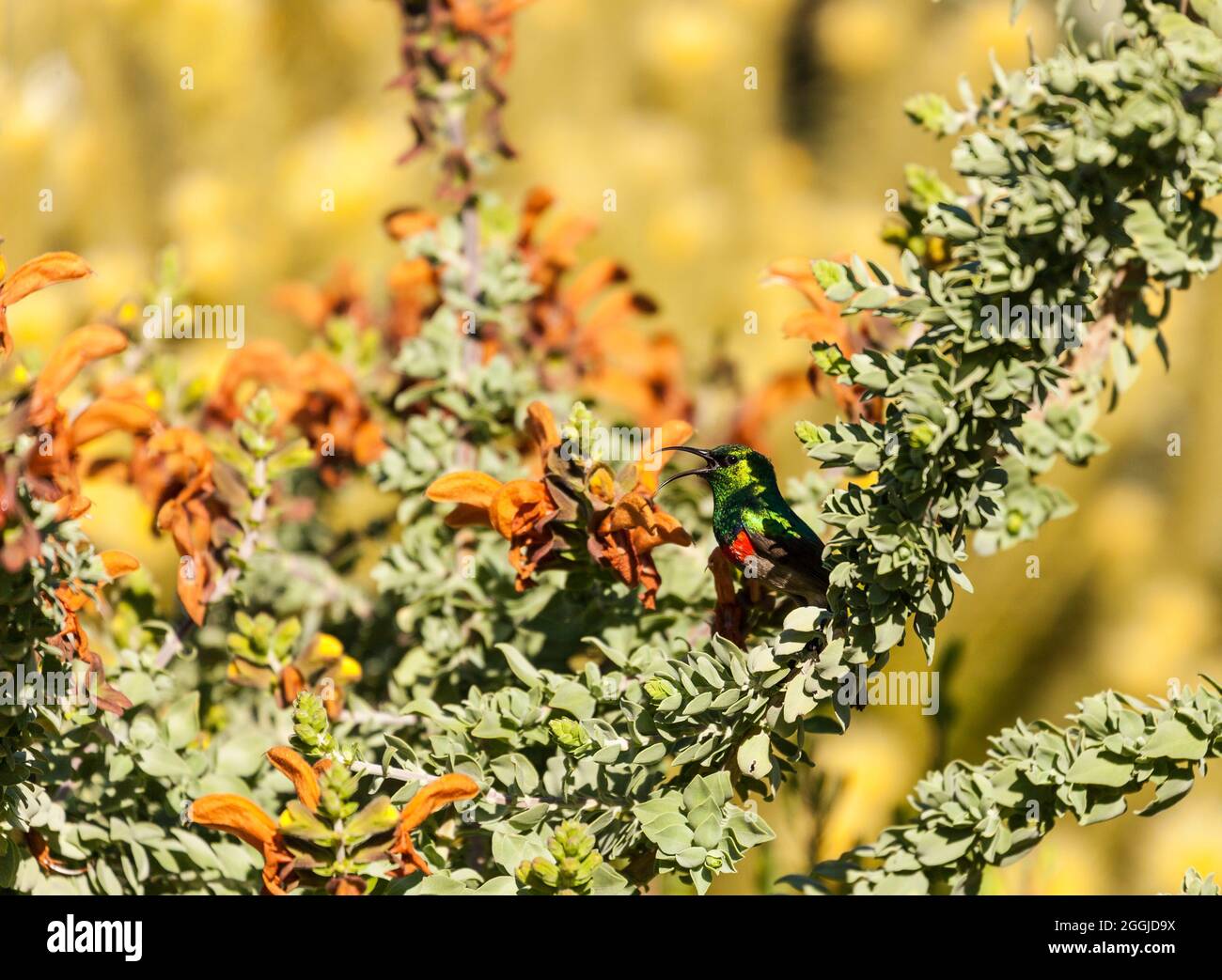 Southern double-collared or lesser collared sunbird on African sage ...