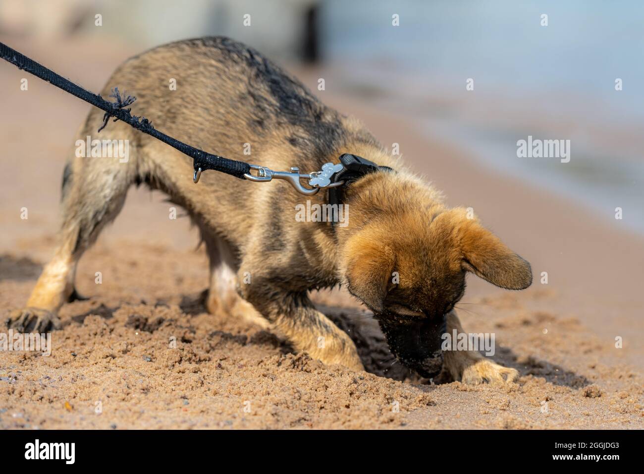 An eleven weeks old German Shepherd puppy playing on a sandy beach ...