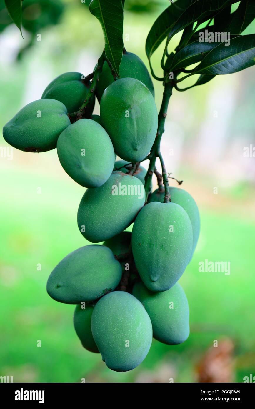 mango fruit still on the tree Stock Photo - Alamy