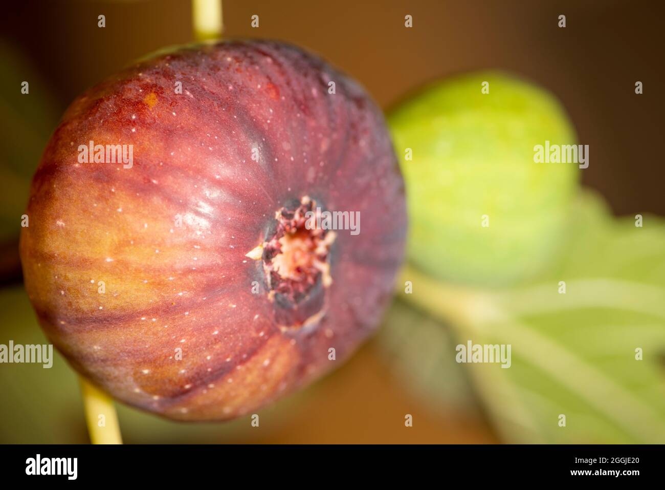 Pair of purple figs hi-res stock photography and images - Alamy