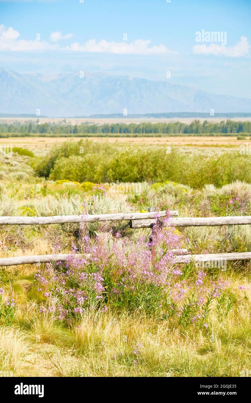 Wildflowers and grass in a meadow with fences in Grand Teton National ...